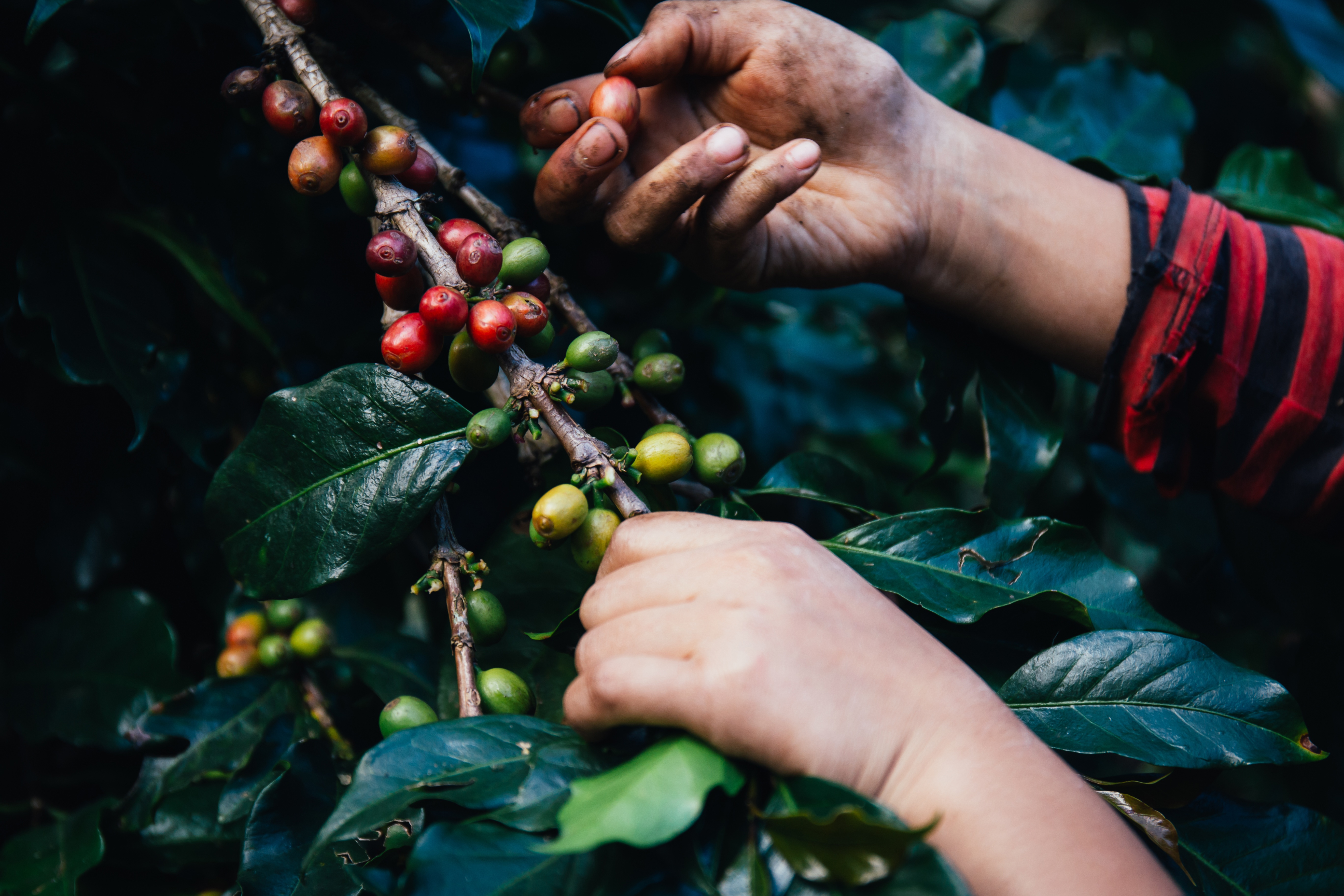 The Sustainability of Ethical Business Practices in Specialty Coffee